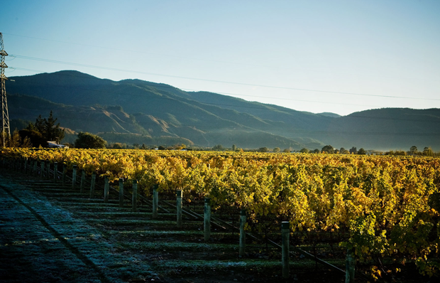 Forrest Wines