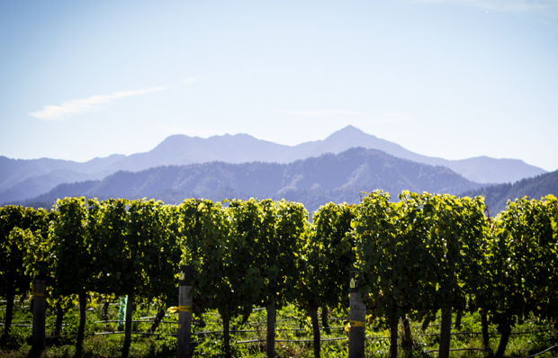 Forrest Wines