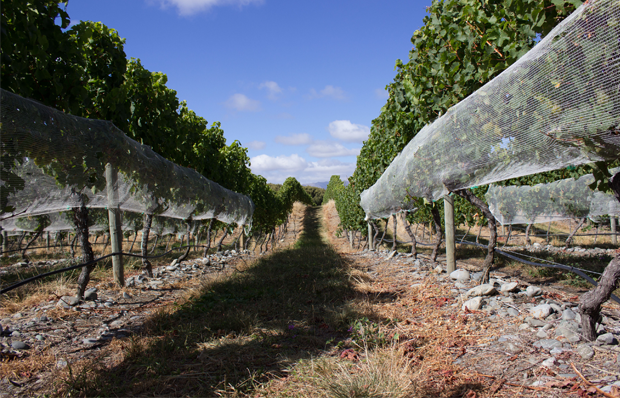 Forrest Wines